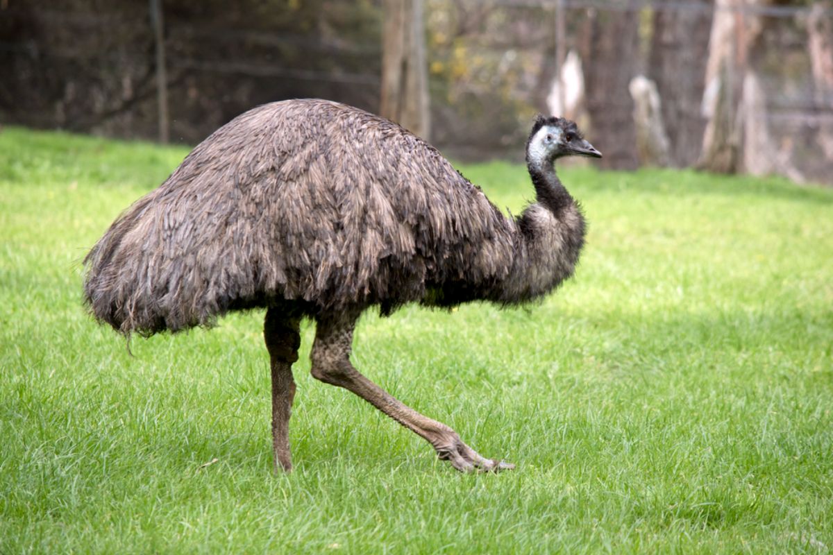 15 Weird Events in History You Didn't Know