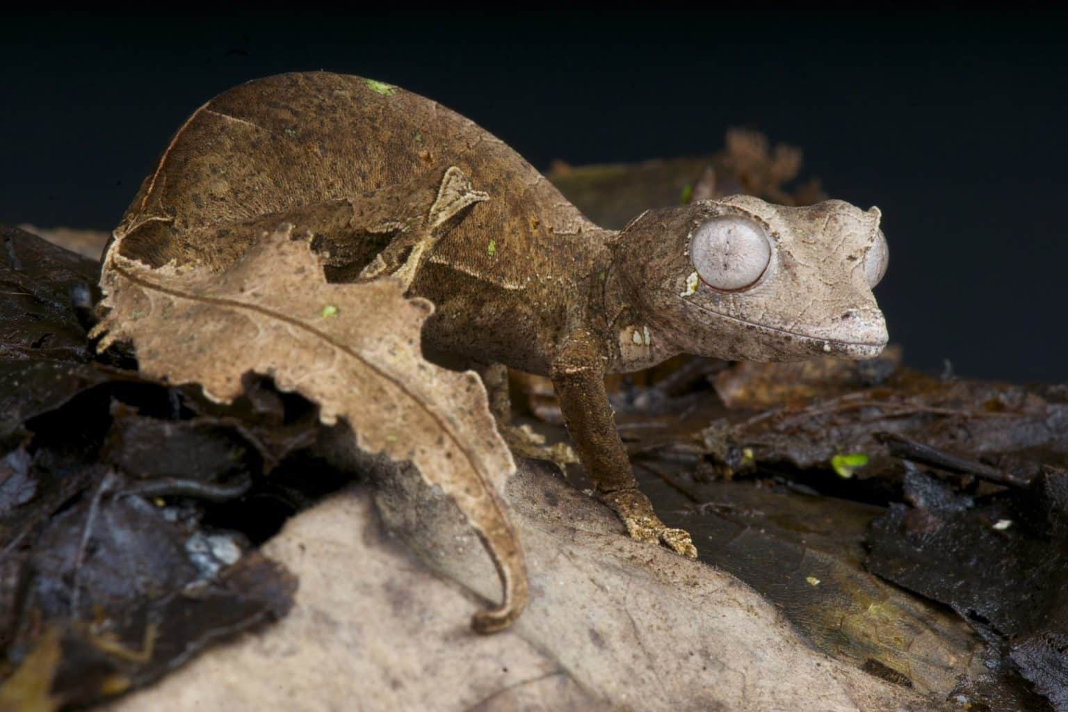 17 Cutest Exotic Pets That Will Steal Your Heart