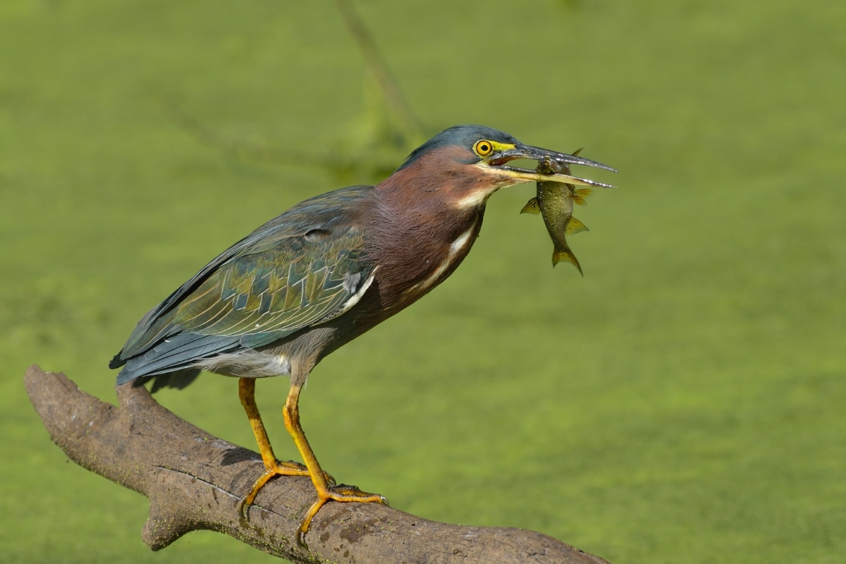 20 Animals That Use Tools Like Humans