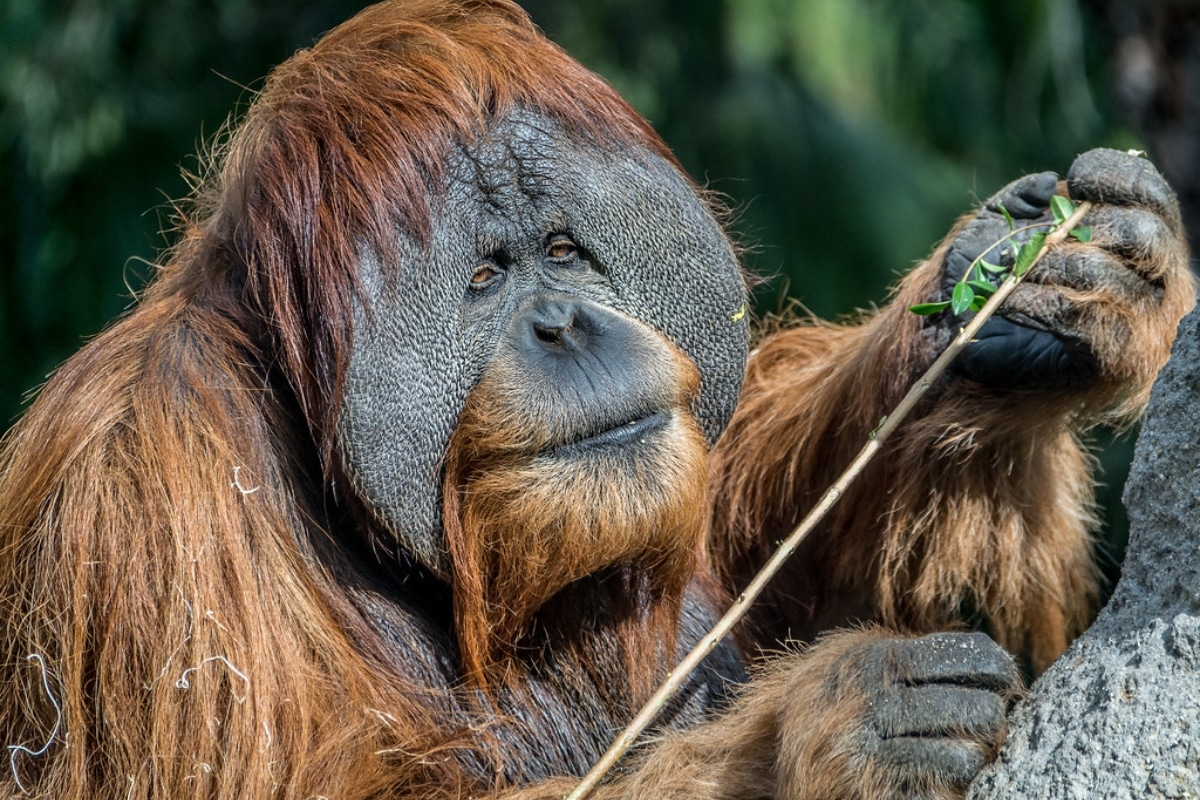 20 Animals That Use Tools Like Humans