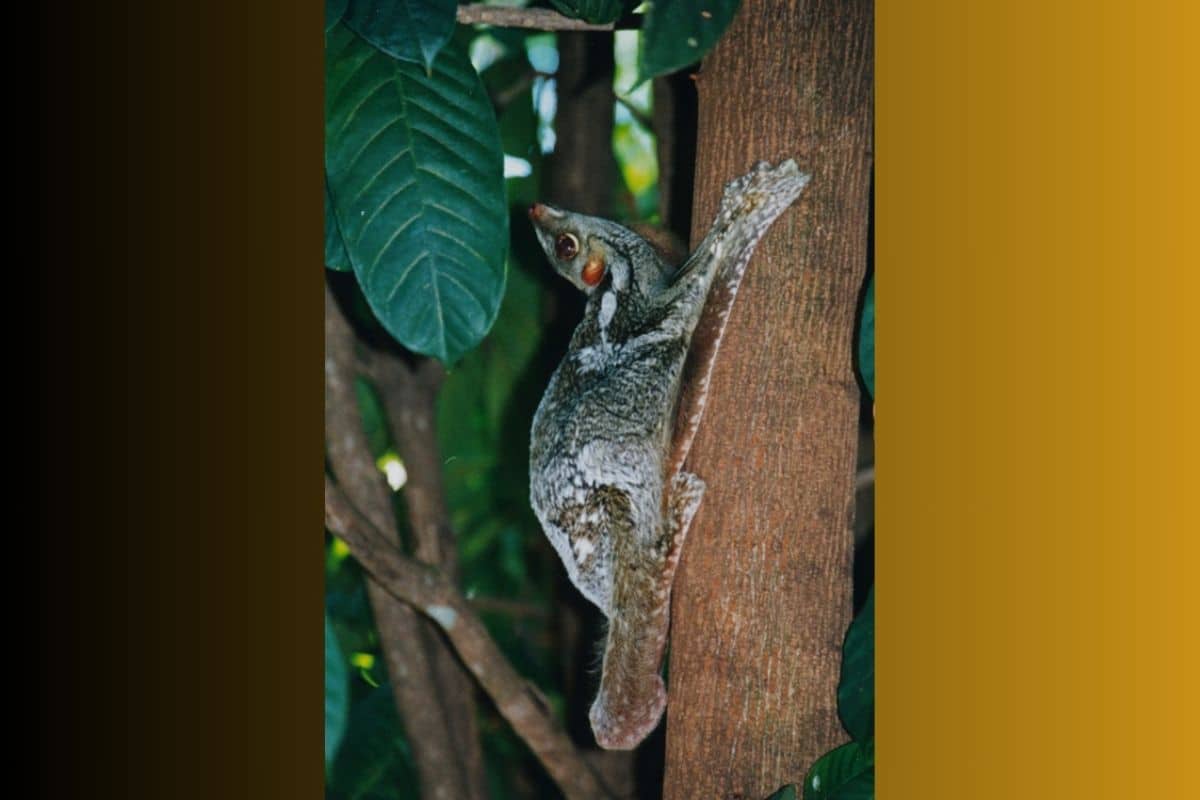 19 Fascinating Animals You’ve Never Heard Of