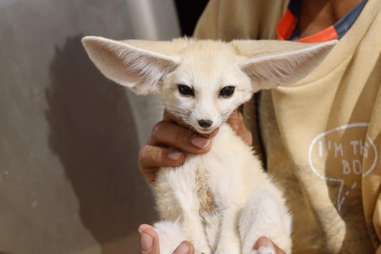 17 Cutest Exotic Pets That Will Steal Your Heart