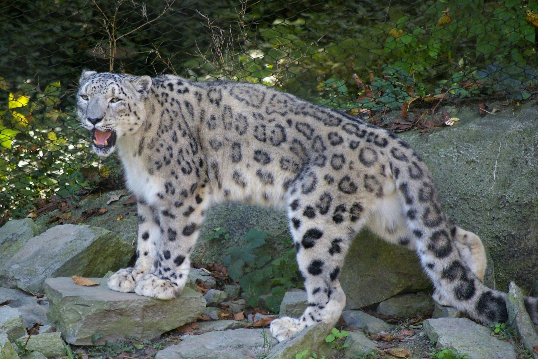 18 Most Beautiful Animals in the World You Need to See