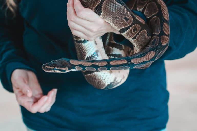 17 Cutest Exotic Pets That Will Steal Your Heart