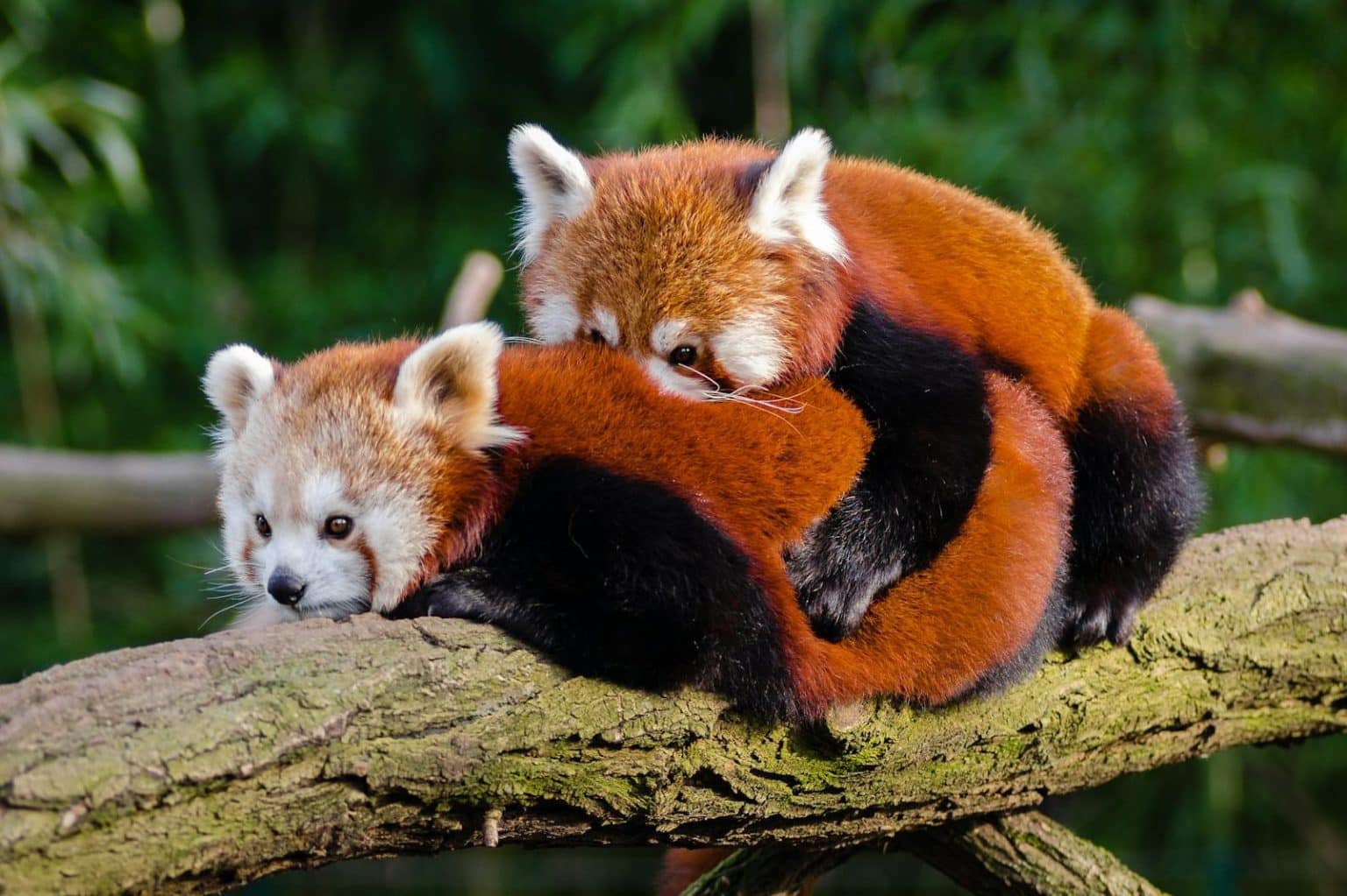 20 Endangered Animals You Can Help Save Right Now