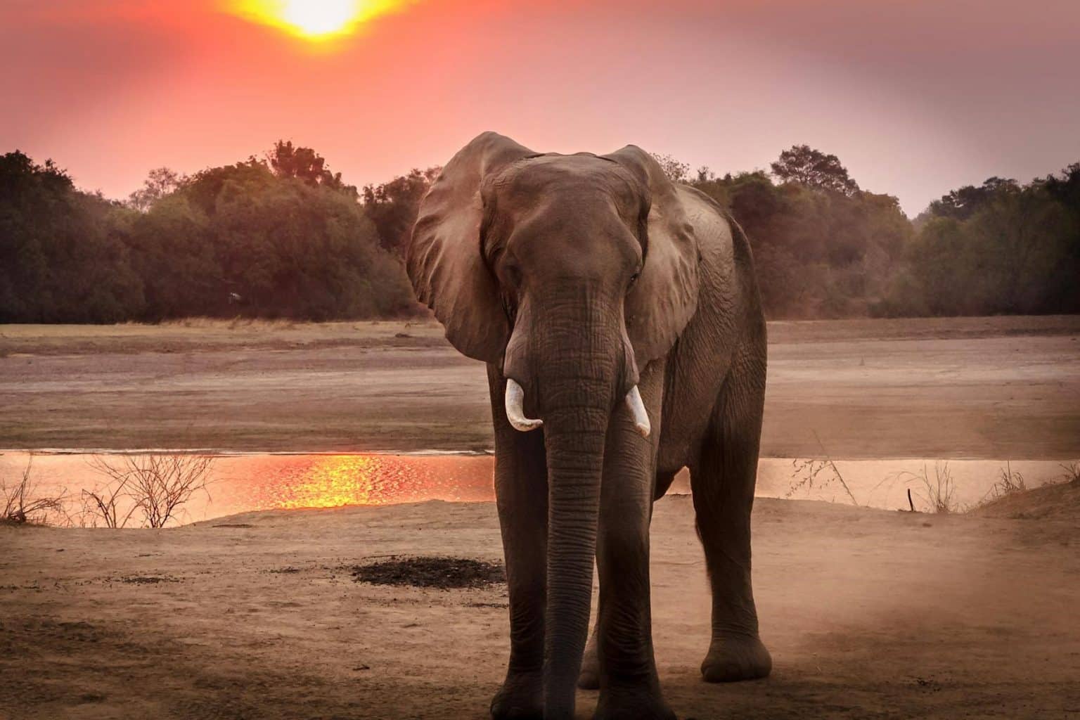 20 Endangered Animals You Can Help Save Right Now