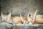 18 Most Beautiful Animals in the World You Need to See