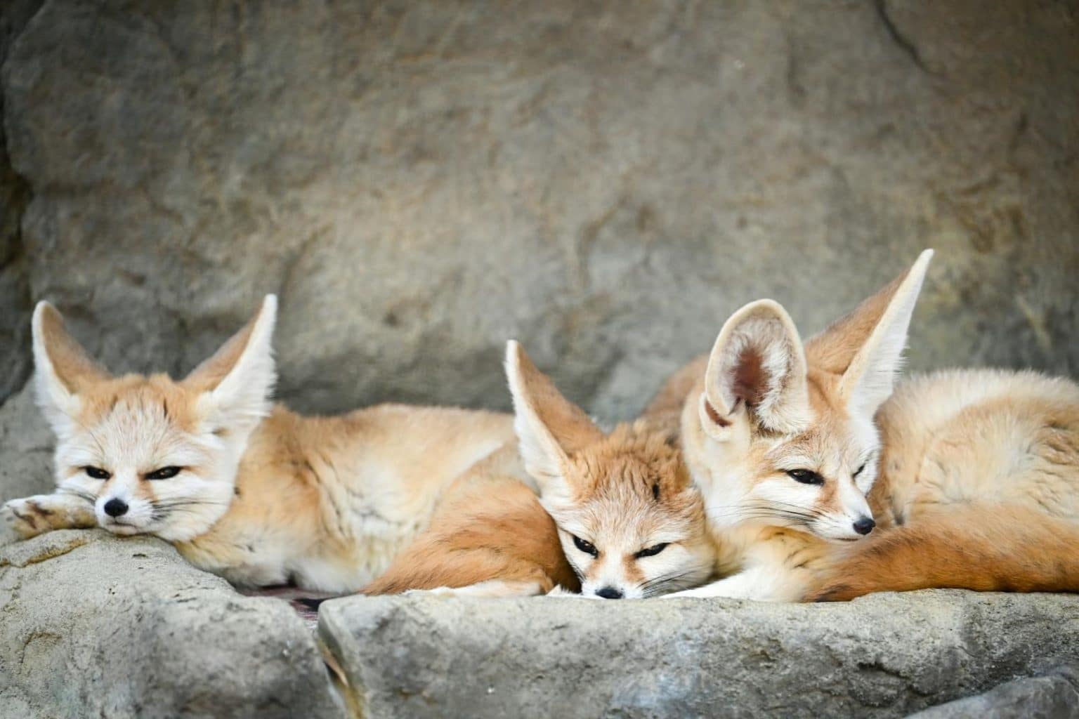 18 Most Beautiful Animals in the World You Need to See