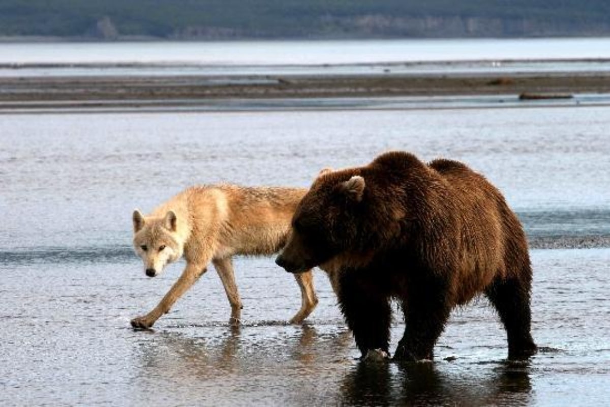 16 Most Unusual Animal Friendships in Nature