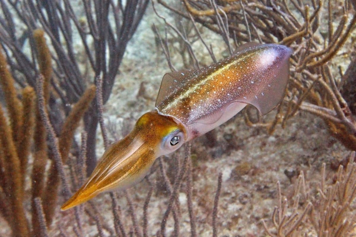 20 Animals You Didn’t Know Could Change Color