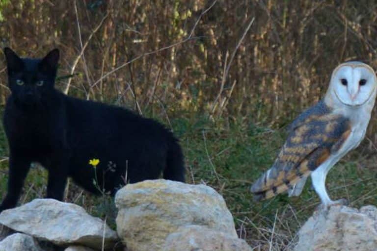 16 Most Unusual Animal Friendships in Nature