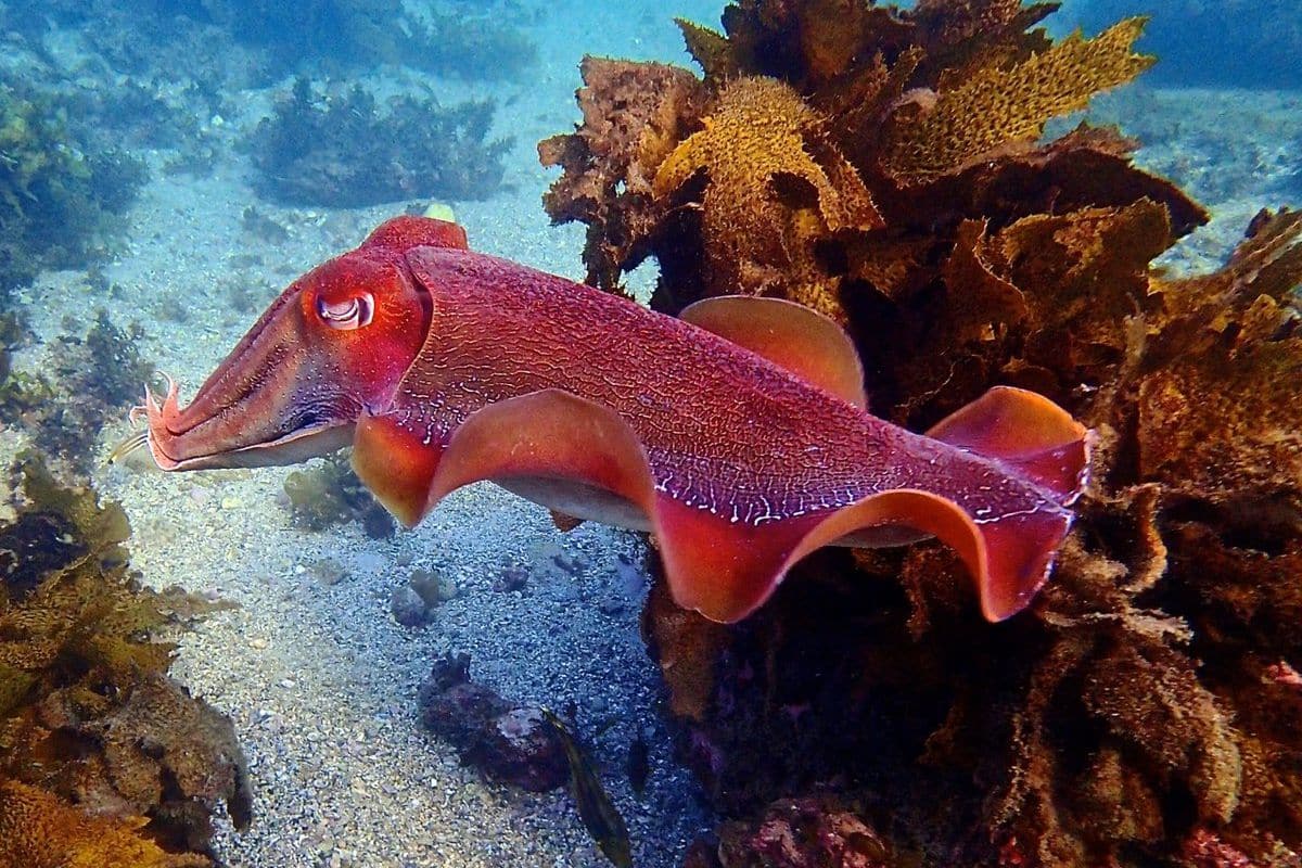 21 Fun Facts About Animal Mating Rituals