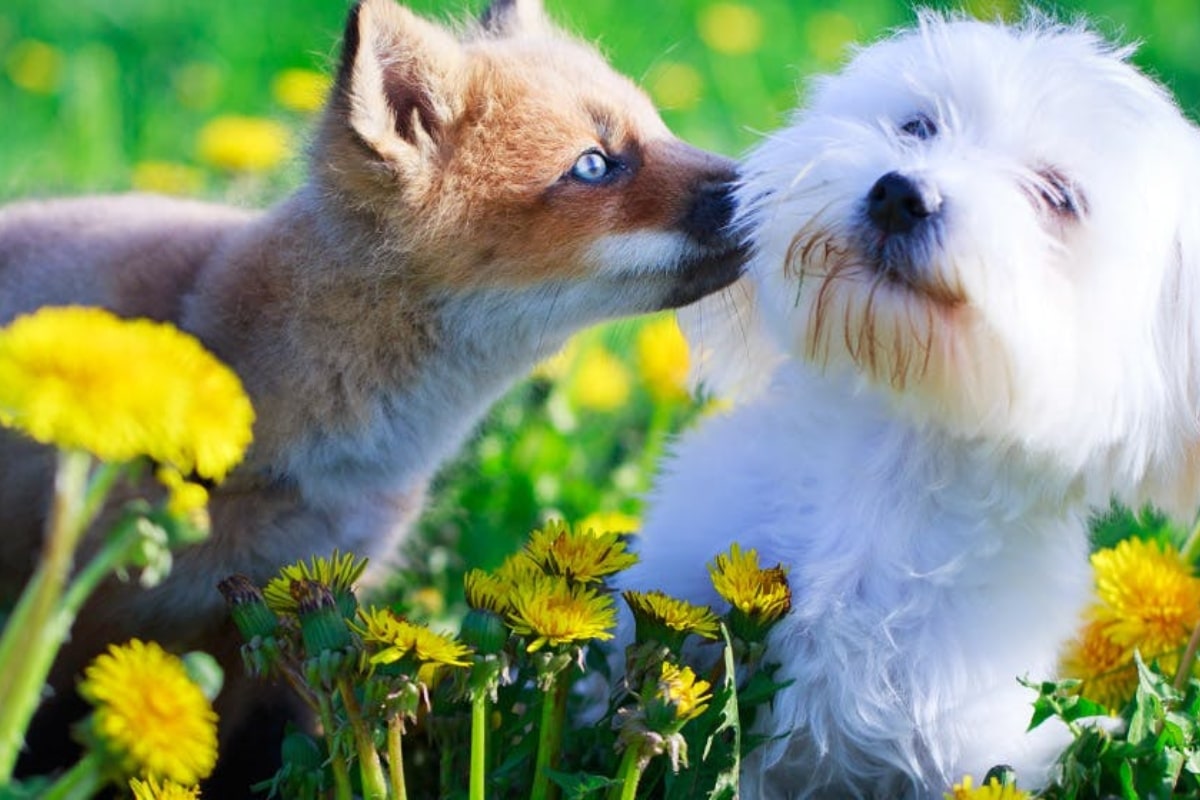 16 Most Unusual Animal Friendships in Nature