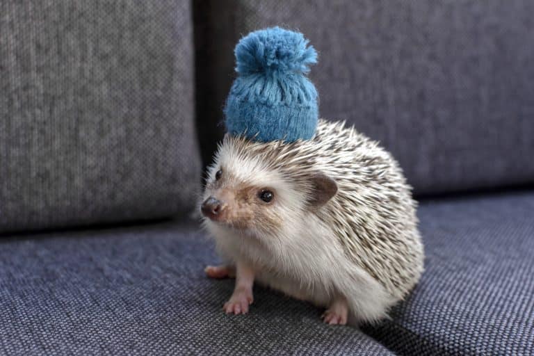 20 Indoor Pets That Require Minimal Space