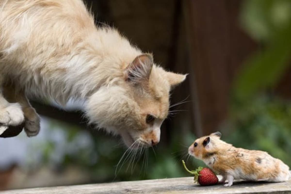 16 Most Unusual Animal Friendships in Nature