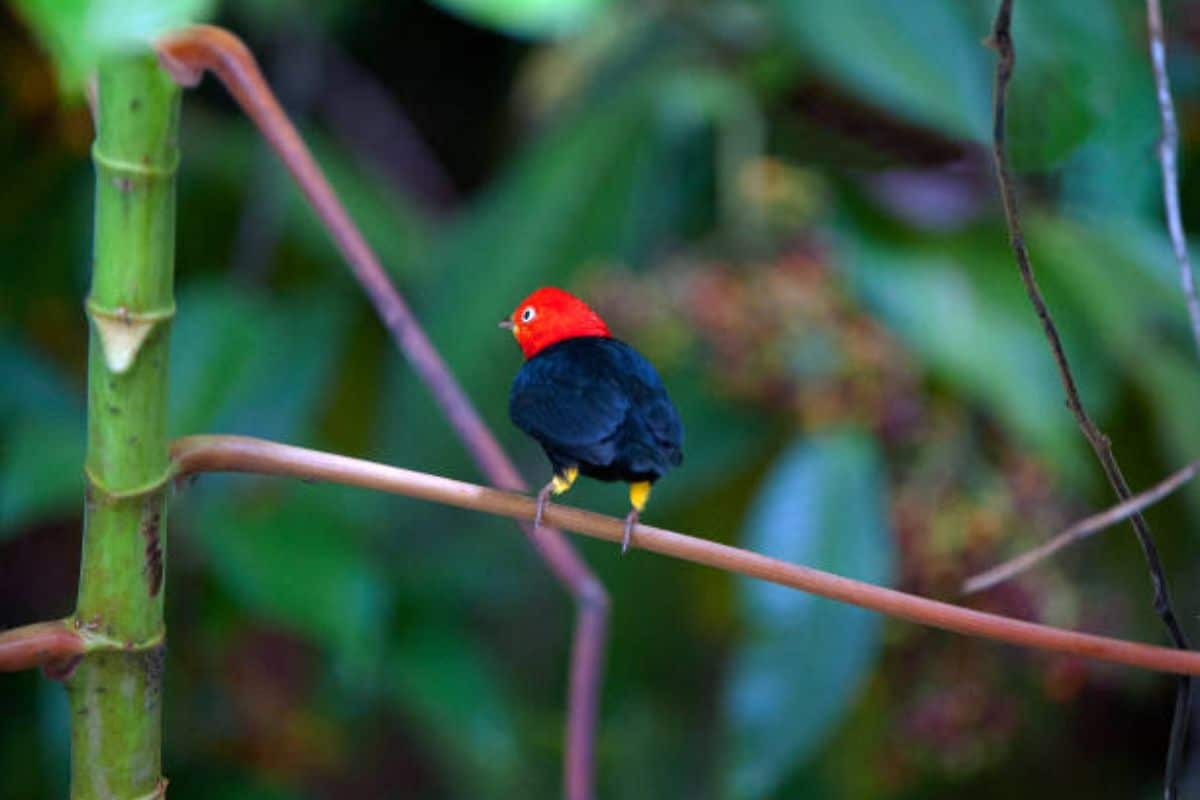 21 Fun Facts About Animal Mating Rituals