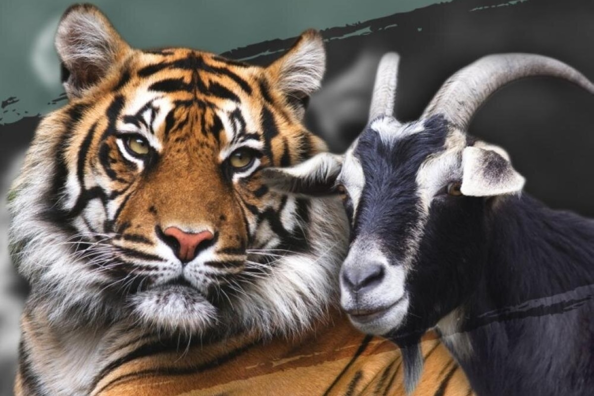 16 Most Unusual Animal Friendships in Nature