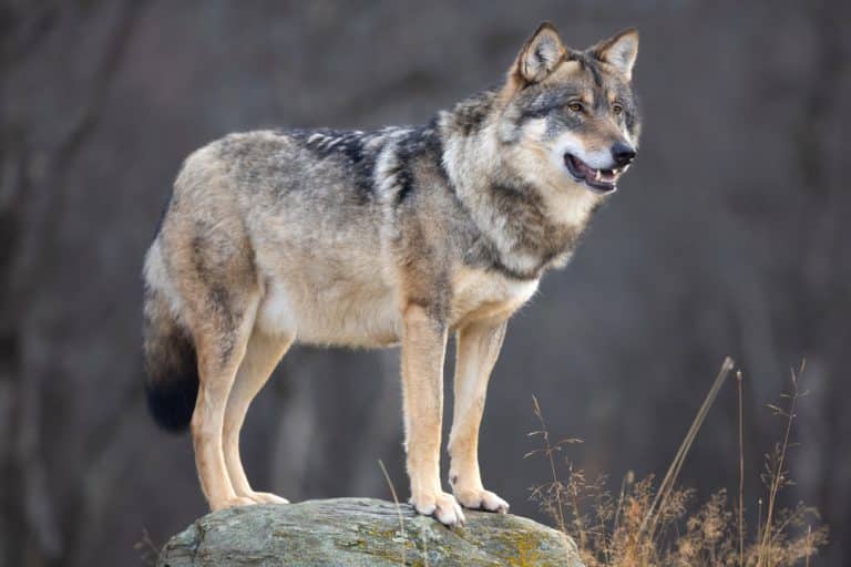 18 Majestic Animals You Need to See in the Wild
