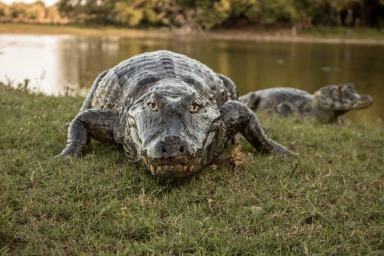 16 Animals That Have Incredible Survival Instincts