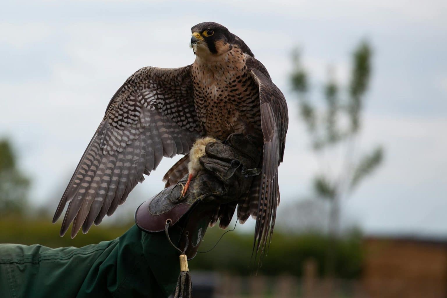 16 Animals That Have Incredible Survival Instincts