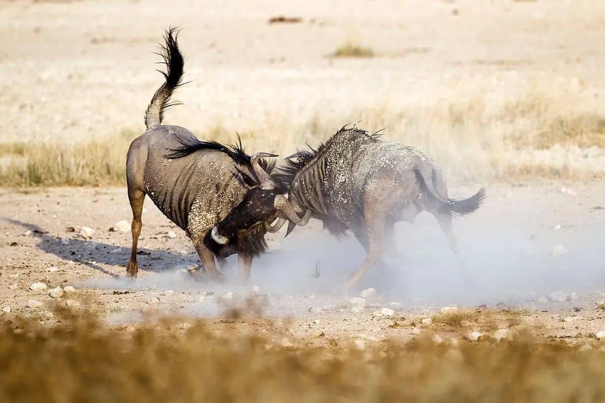 16 Fastest Animals in the World Ranked