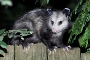 17 Wild Animals You Can Spot in Your Own Backyard