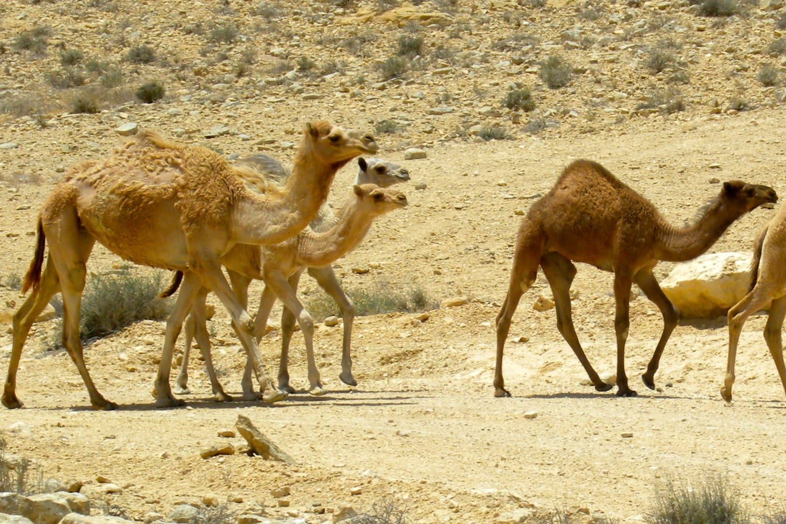 20 Animals That Can Live Without Water for Days