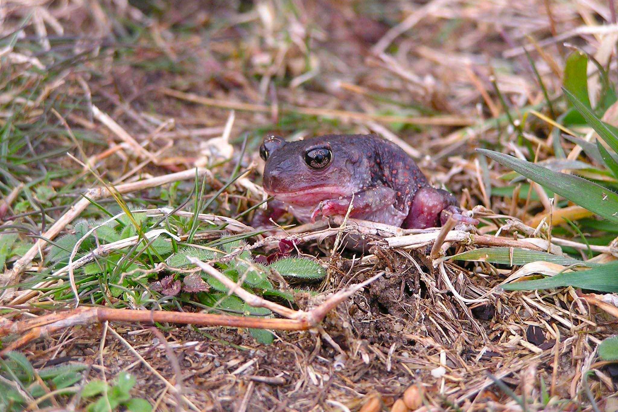 20 Animals That Can Live Without Water for Days