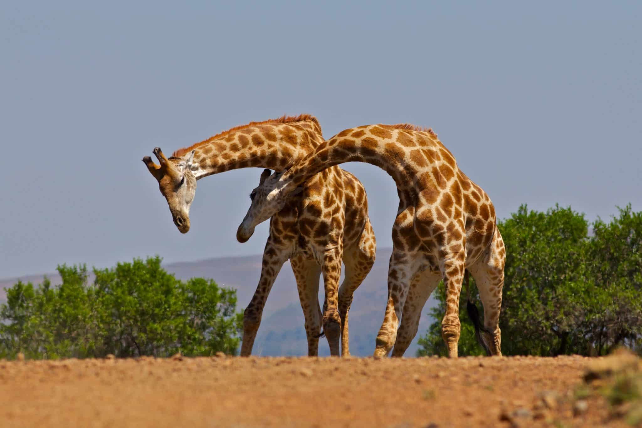 18 Animals with the Strangest Mating Rituals