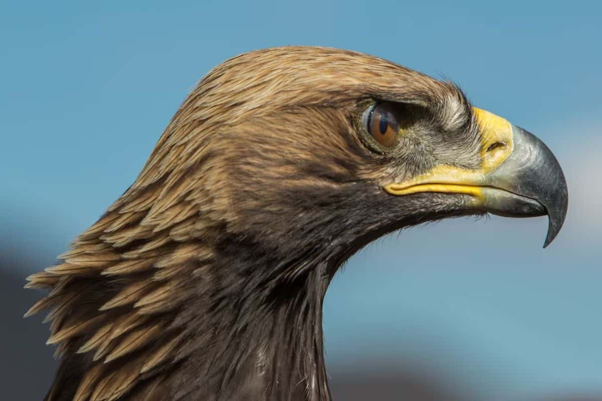 16 Fastest Animals in the World Ranked