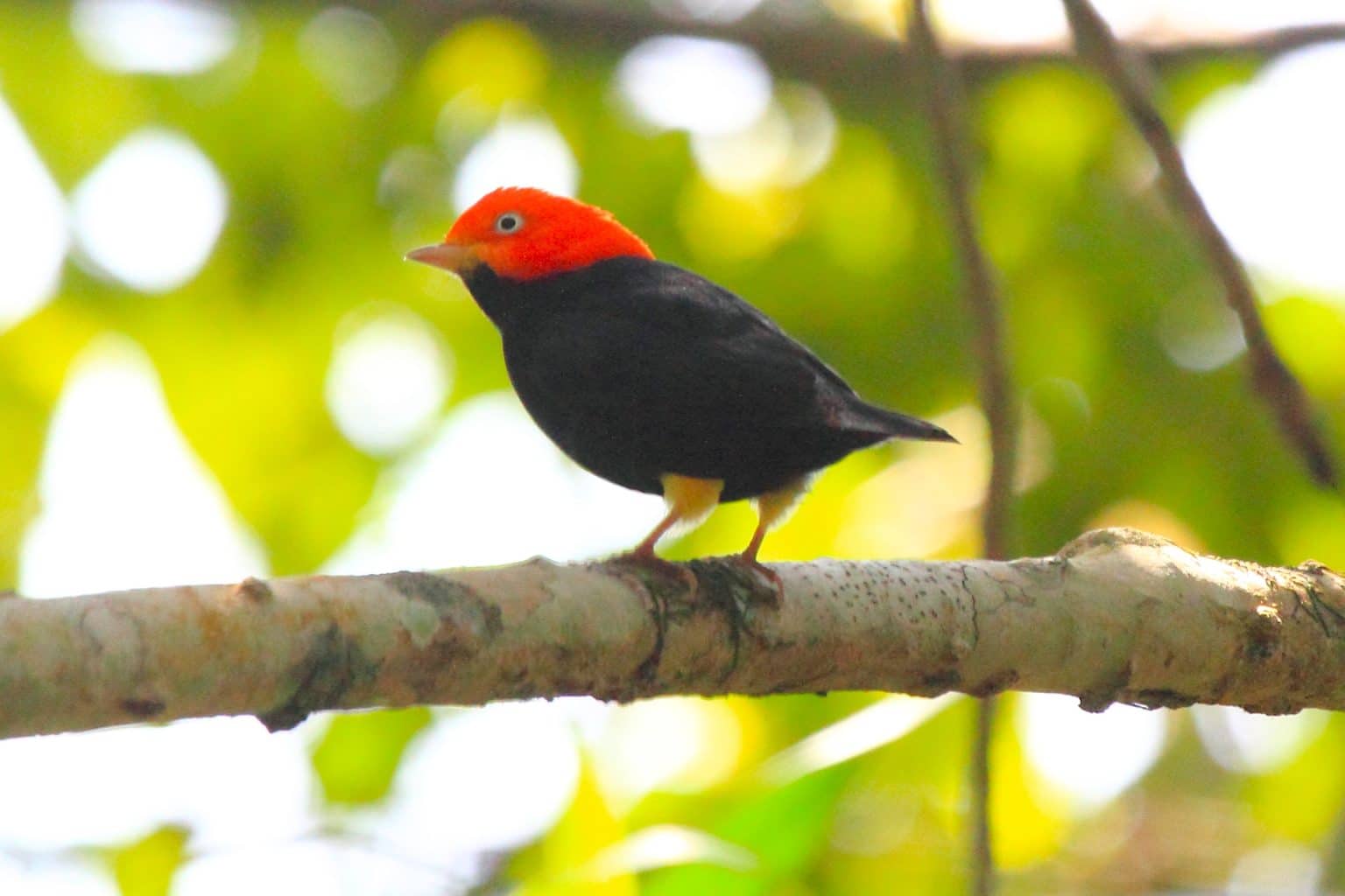 18 Animals with the Strangest Mating Rituals