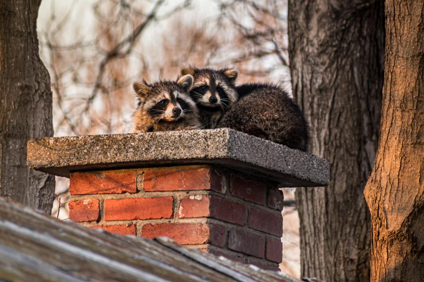 17 Wild Animals You Can Spot in Your Own Backyard