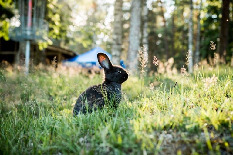 17 Wild Animals You Can Spot in Your Own Backyard