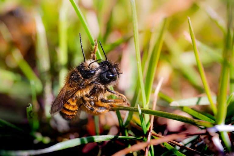18 Animals with the Strangest Mating Rituals