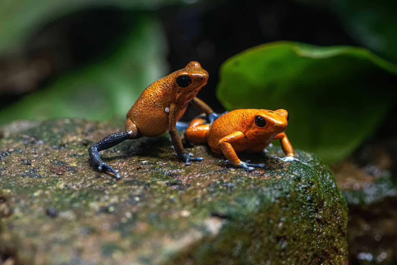 17 Wild Animals You Can Spot in Your Own Backyard